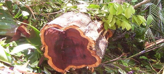 Palo Rosa - Volver al Origen