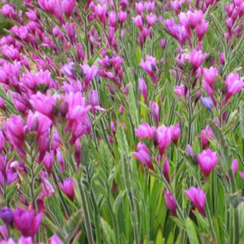 Listado de Esencias Florales #F - Volver al Origen